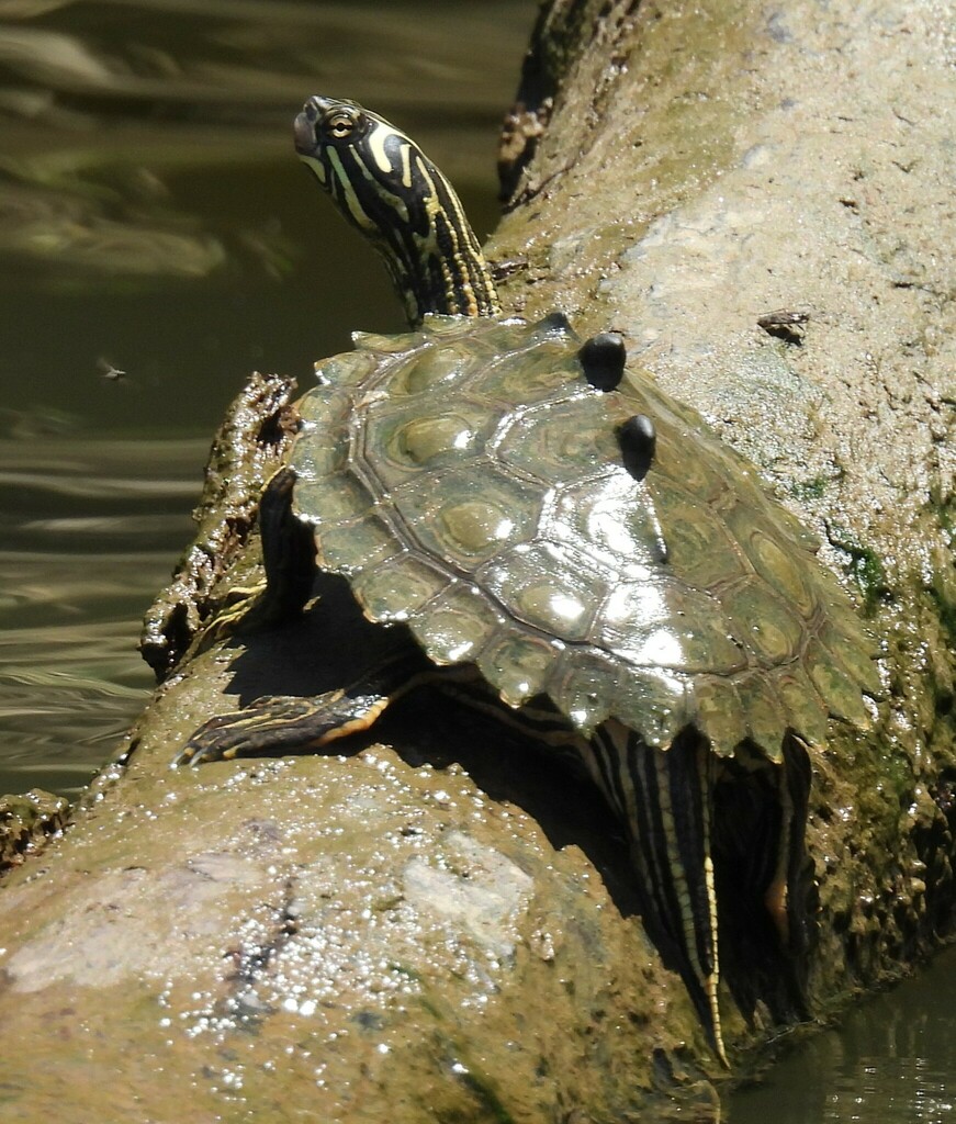 Black-knobbed Map Turtle in August 2023 by Jeff Garner · iNaturalist