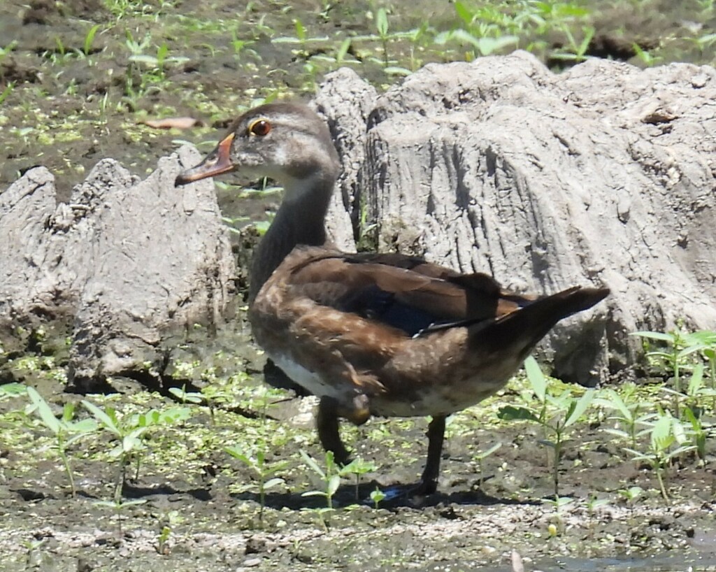 Wood Duck from Cobbs Landing Rd., Wilcox County, AL, USA on August 10 ...