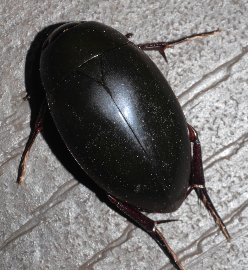 Hydrophilus ovatus from Mayes County, US-OK, US on July 14, 2023 at 12: ...