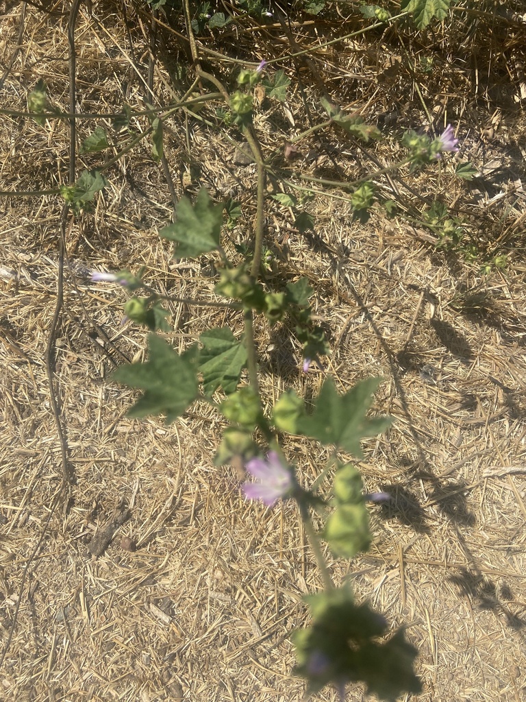 Cretan mallow from San Francisco Bay, Albany, CA, US on August 27, 2023 ...