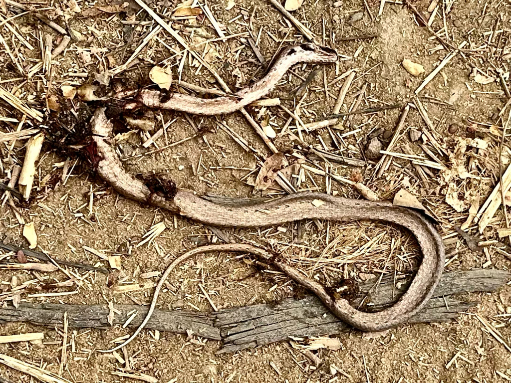 Pencil Snake from Toliara on August 27, 2023 at 08:32 AM by bottanydot ...