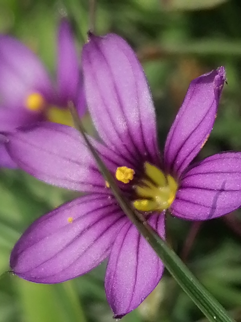 Sisyrinchium scabrum from Ixtapaluca, Iztaccihuatl-Popocatepetl, MX-MX ...