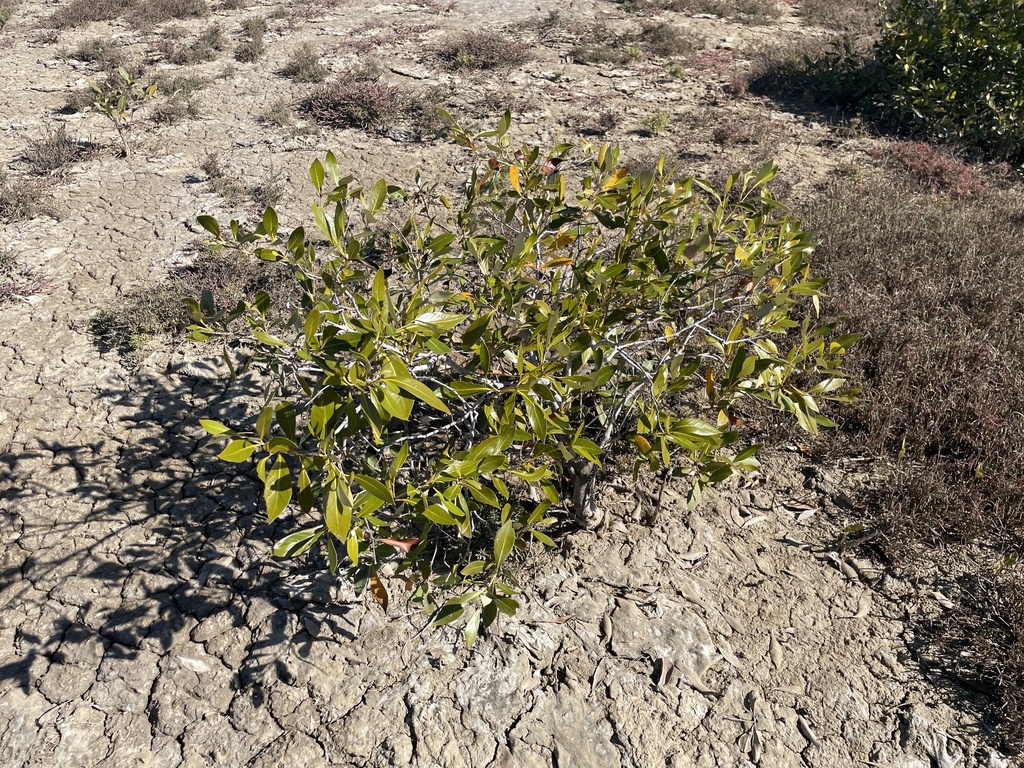 Grey Mangrove from South Trees, QLD, AU on August 28, 2023 at 02:33 PM ...