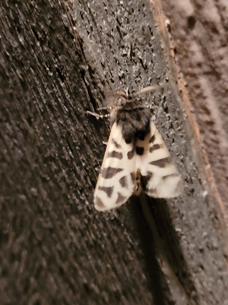 Nevada Tiger Moth from Meeker, CO 81641, USA on August 27, 2023 at 10: ...