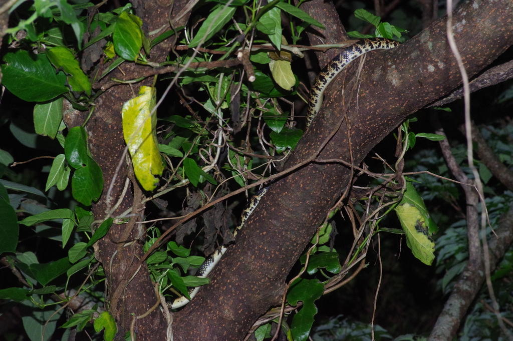 Loo-Choo Big-tooth Snake from 日本、〒905-1422 沖縄県国頭郡国頭村宜名真 on August 25 ...