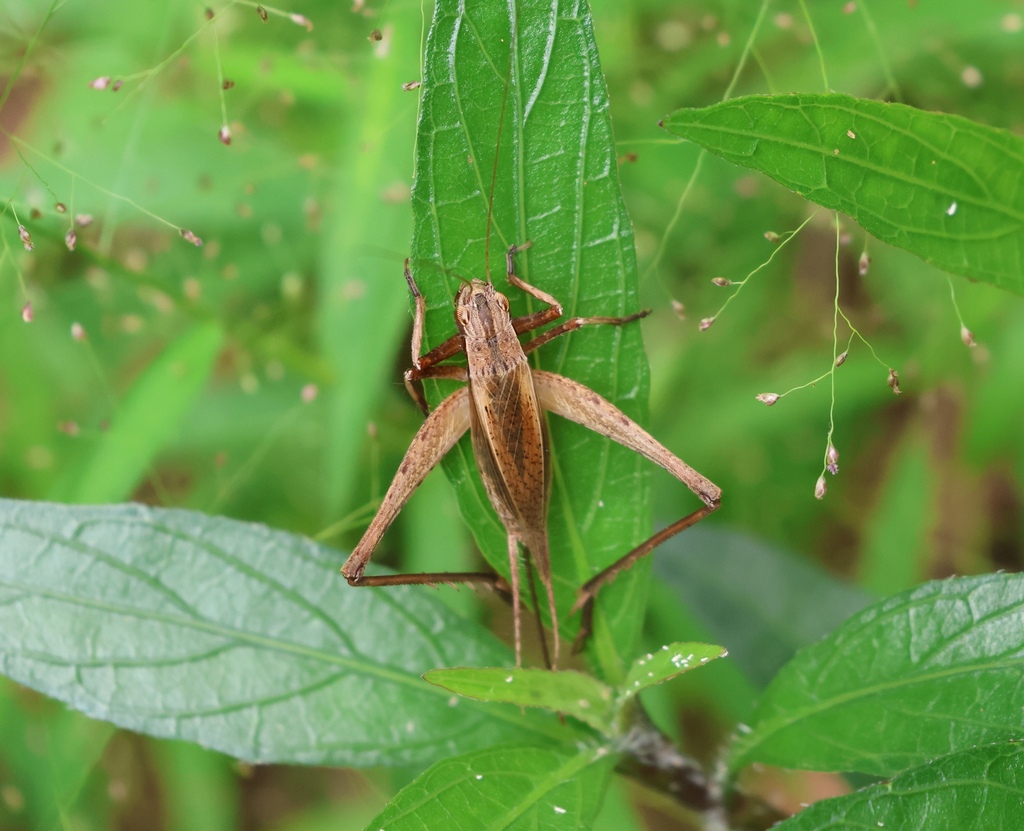 Japanese Pine Cricket from 中国广东省深圳市宝安区 on September 25, 2022 at 09:53 ...