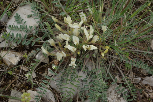 Astragalus humilis · iNaturalist