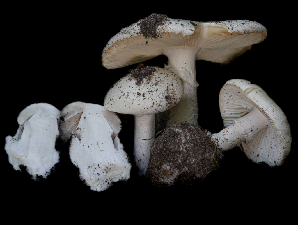 Amanita Sect. Phalloideae from Chestnut St, Boscobel, WI, US on August ...