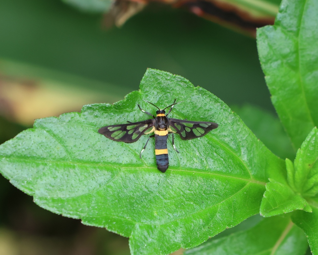 Handmaiden moth from Shenzhen, CN-GD, CN on May 1, 2023 at 10:35 AM by ...