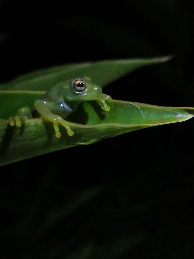 Banana Tree Dwelling Frog from Mina Vergel on August 27, 2023 at 11:21 ...