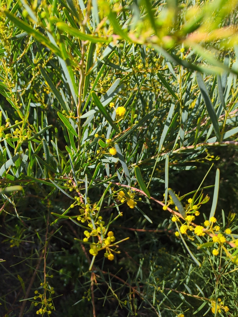 Coastal Umbrella Bush from Karatta SA 5223, Australia on August 28 ...