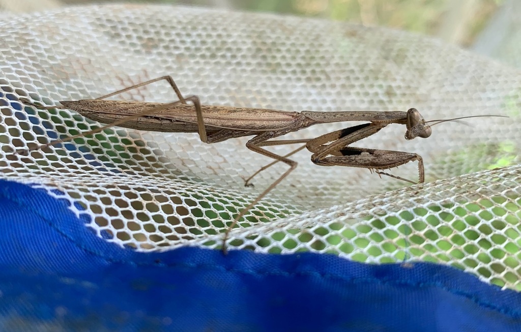 Statilia maculata maculata from 県民公園太閤山ランド、射水市、富山県、JP on September 29 ...