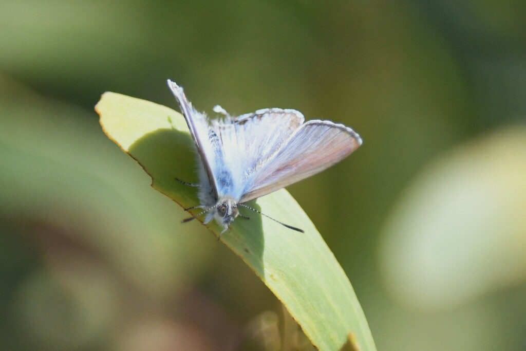 Wattle Blue from Coolum Beach QLD 4573, Australia on August 28, 2023 at ...