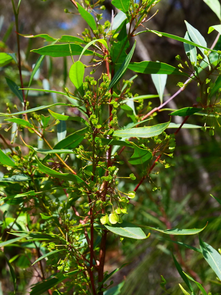 Common Hop Bush from North Turramurra NSW 2074, Australia on August 28 ...