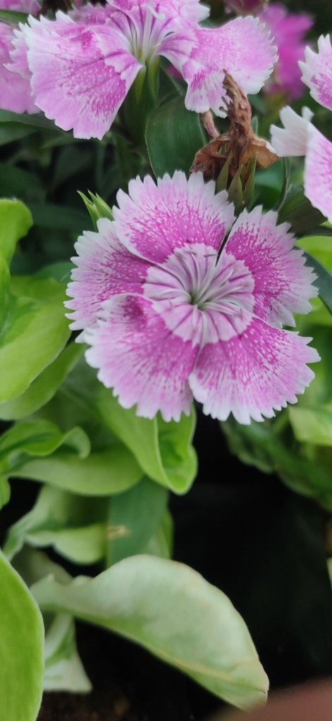 carnations from Thrikkakara, Edappally, Ernakulam, Kochi, Kerala, India ...