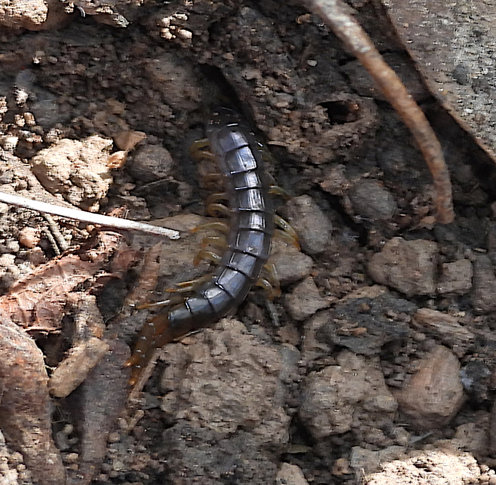 Common Centipedes from Bunyaville Conservation Park, Brisbane QLD ...