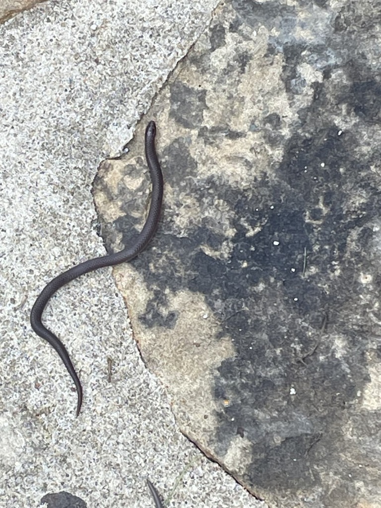 Eastern Worm Snake in July 2023 by transylvania_nc. ecoEXPLORE Username ...