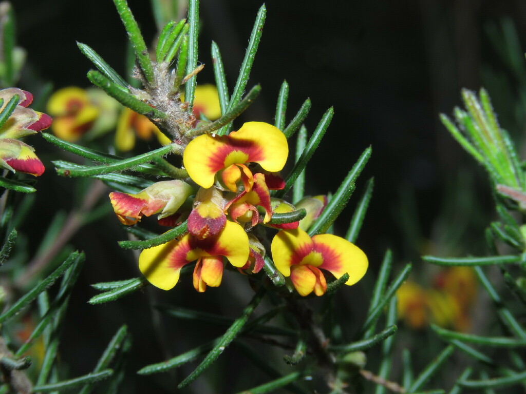 showy parrot-pea from Kenthurst NSW 2156, Australia on August 28, 2023 ...