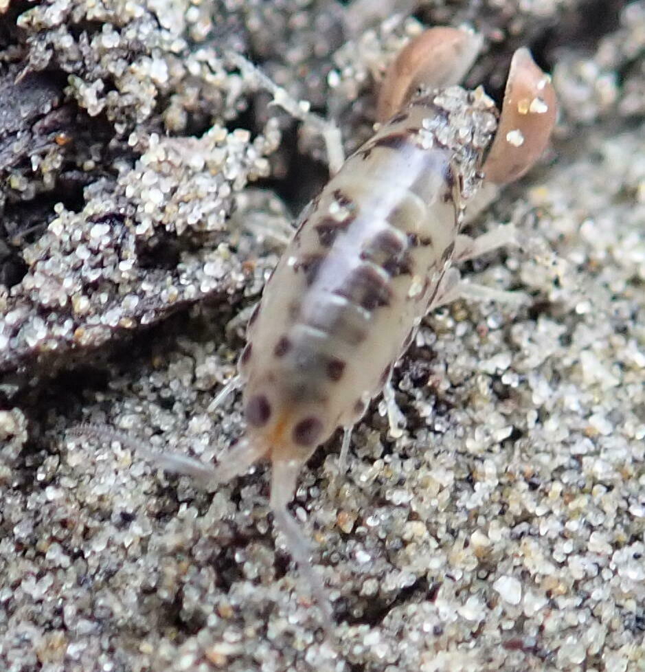 Terrestrial Amphipods from Foxton Beach, New Zealand on August 27, 2023 ...