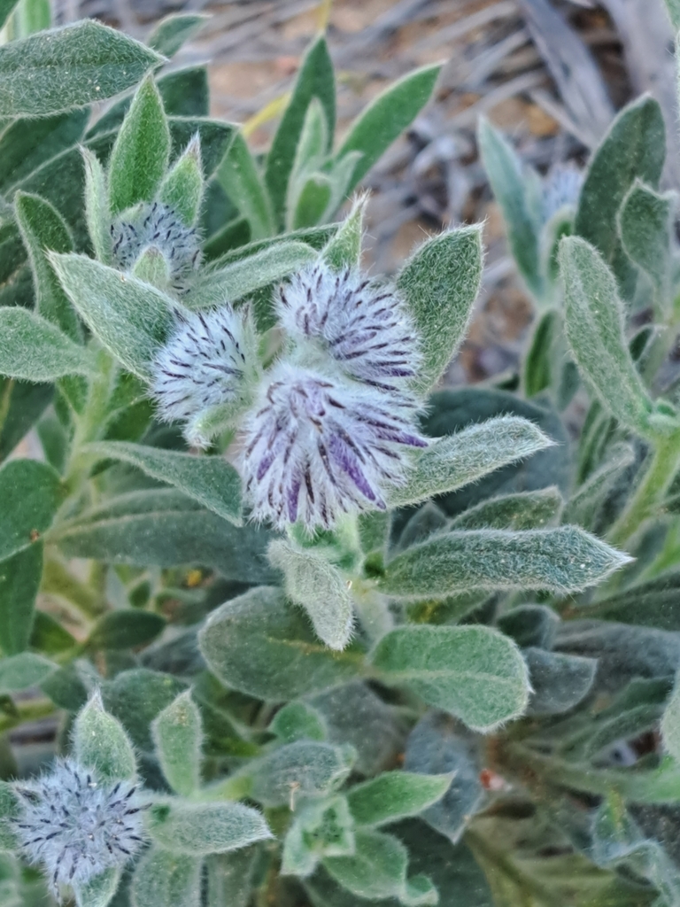 plants from Pindar WA 6631, Australia on August 28, 2023 at 02:59 PM by ...