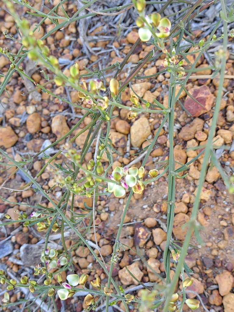 Comesperma integerrimum from Pindar WA 6631, Australia on August 28 ...