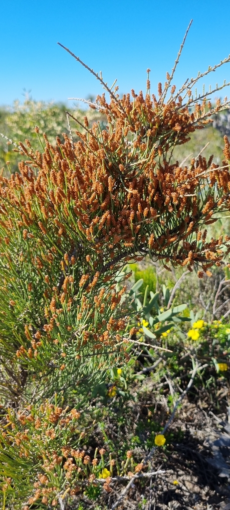 dwarf sheoak from Hill River WA 6521, Australia on August 27, 2023 at ...