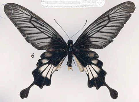 Losaria palu · iNaturalist Ecuador