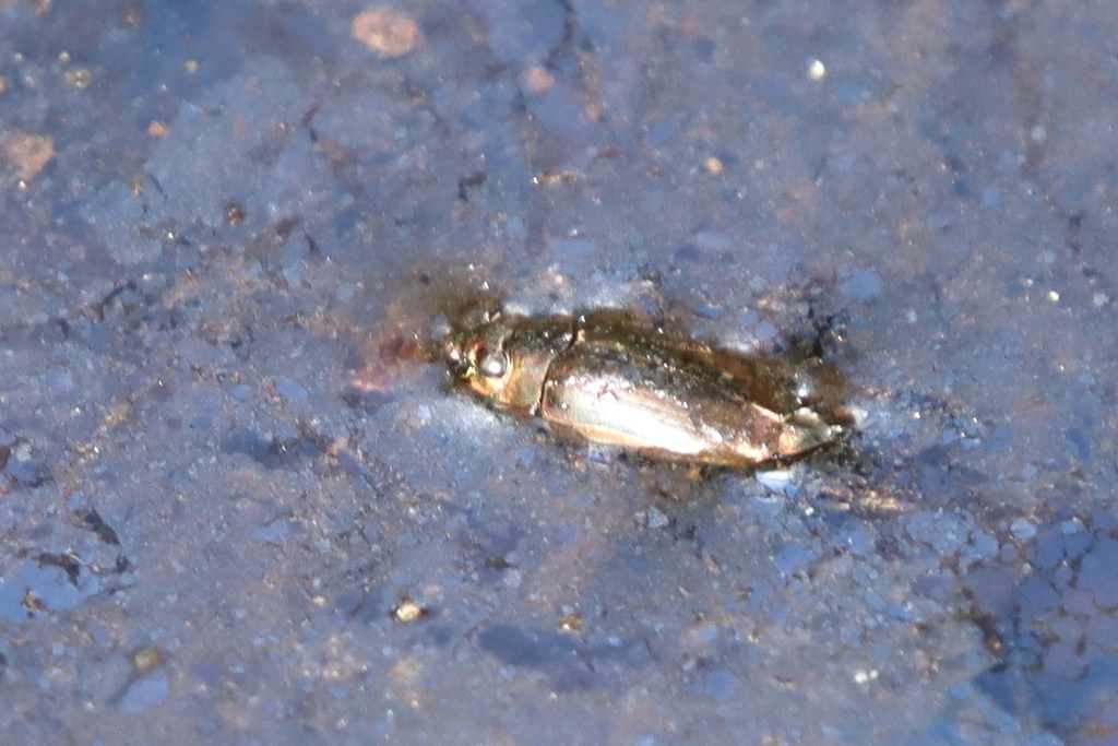 Macrogyrus from Limmen NT 0852, Australia on August 2, 2023 at 11:56 AM ...