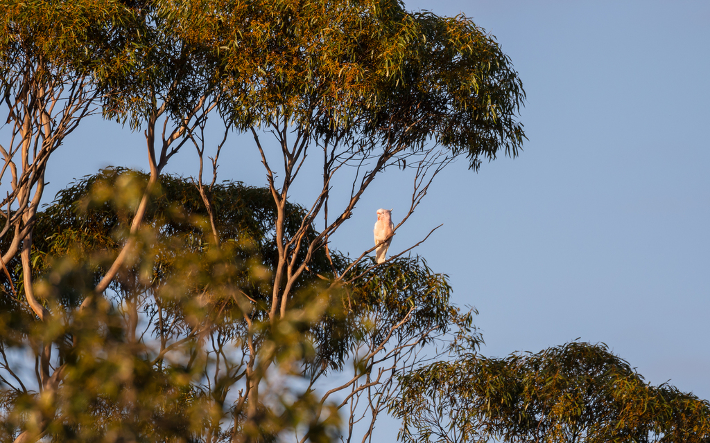 Eastern Pink Cockatoo in August 2023 by Sam Gordon · iNaturalist