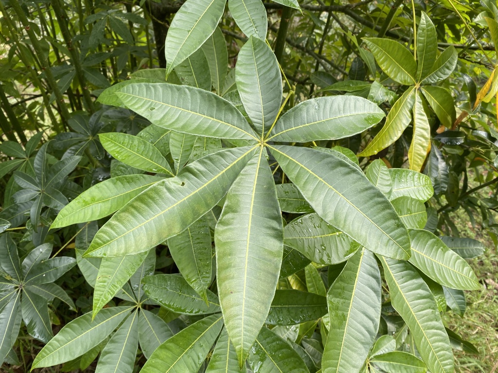 saba nut tree in August 2023 by dattard · iNaturalist