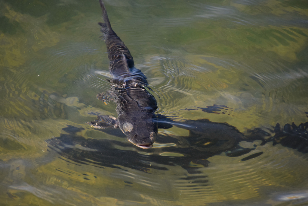 Sacramento blackfish from Mentone, Southern California on March 8, 2016 ...