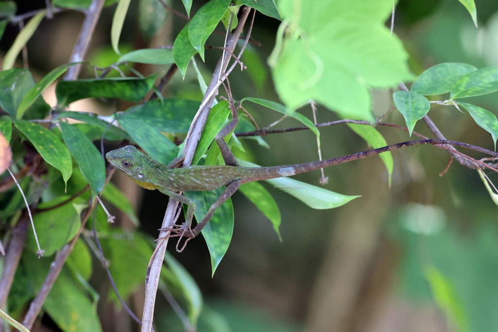 Southeast Asian Green Forest Lizards from Kota Kinabalu, MY-SA, MY on ...