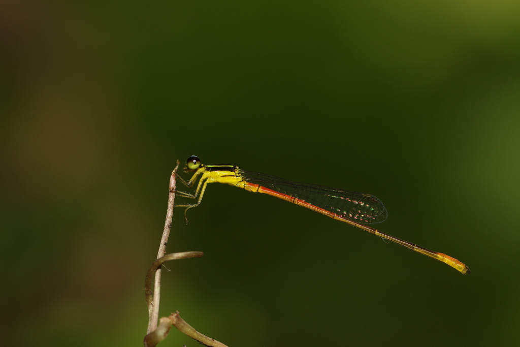 Red-tipped Shadefly from Phuket, Thailand on July 4, 2023 at 09:19 AM ...