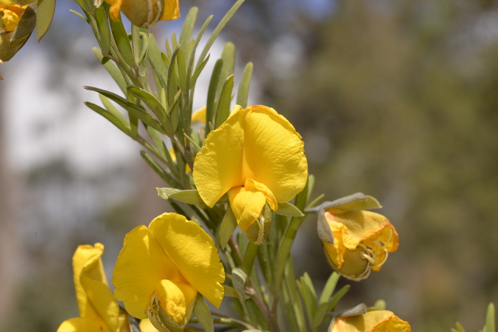 Golden Glory Pea from Sherwood NSW 2450, Australia on August 26, 2023 at 11:37 AM by Nick ...