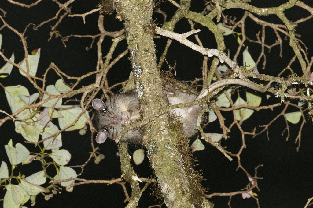 White-tailed Giant Rat from Mount Carbine QLD 4871, Australia on August ...