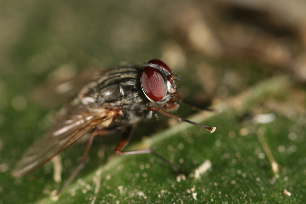 False Stable Fly from Jerusalem, Israel on June 25, 2021 at 01:39 PM by ...