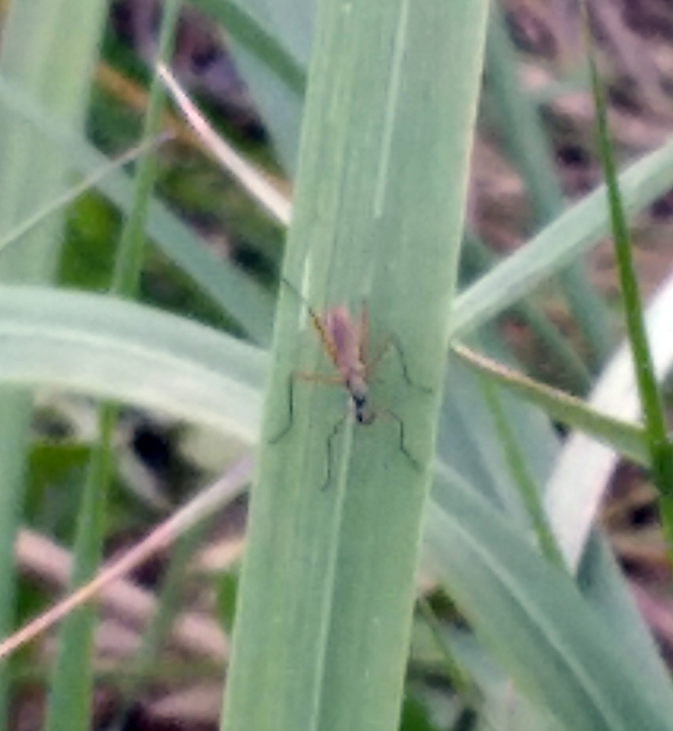Stilt-legged Flies from Амур-Нижнеднепровский район, Днипро ...