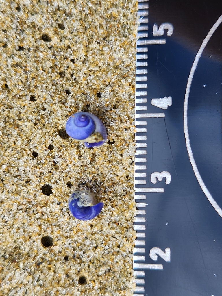 Dwarf Violet Snail from Northland, New Zealand on August 28, 2023 at 10 ...