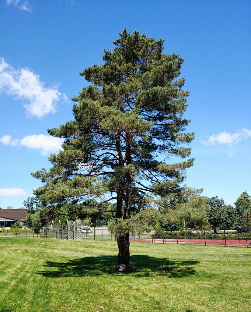 Scots pine from Waterville, ME, USA on August 22, 2023 at 12:03 PM by ...