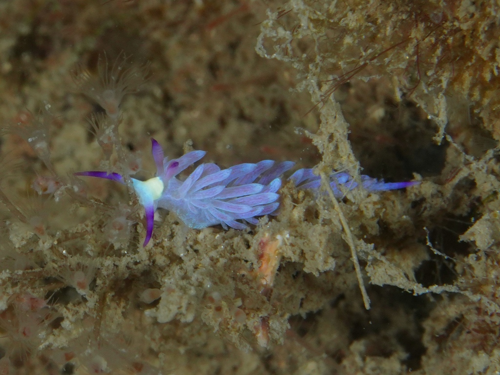 Blue Dragon from Sunshine Coast QLD, Australia on August 26, 2023 at 03 ...