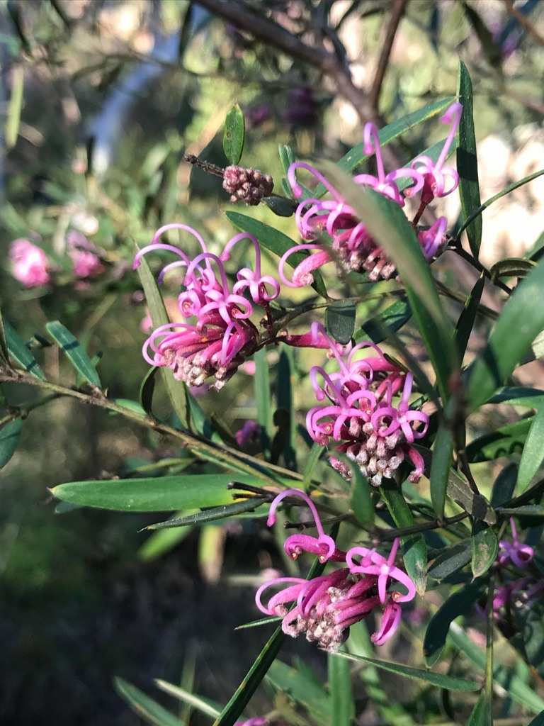 Pink Spider Flower from Hornsby - North, New South Wales, Australia on ...