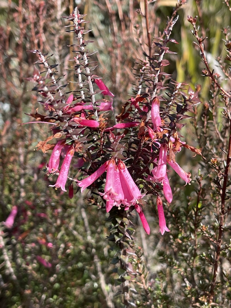 fuchsia heath from Hassans Walls Reserve, Hassans Walls, NSW, AU on ...