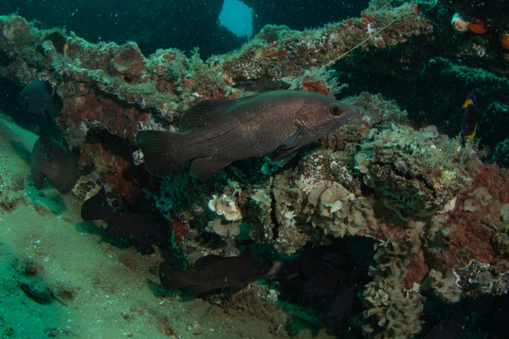 Black Sand Bass from Fraser Coast, QLD, Australia on August 27, 2023 at ...