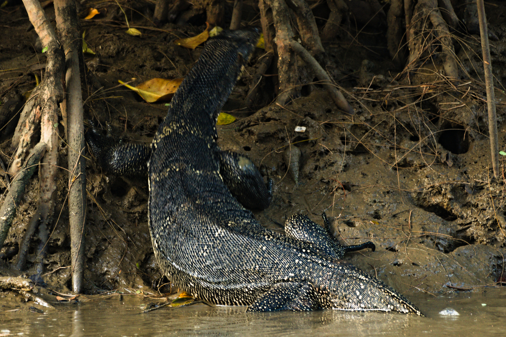 Andaman Water Monitor from Ograbraij RV, Andaman and Nicobar Islands ...