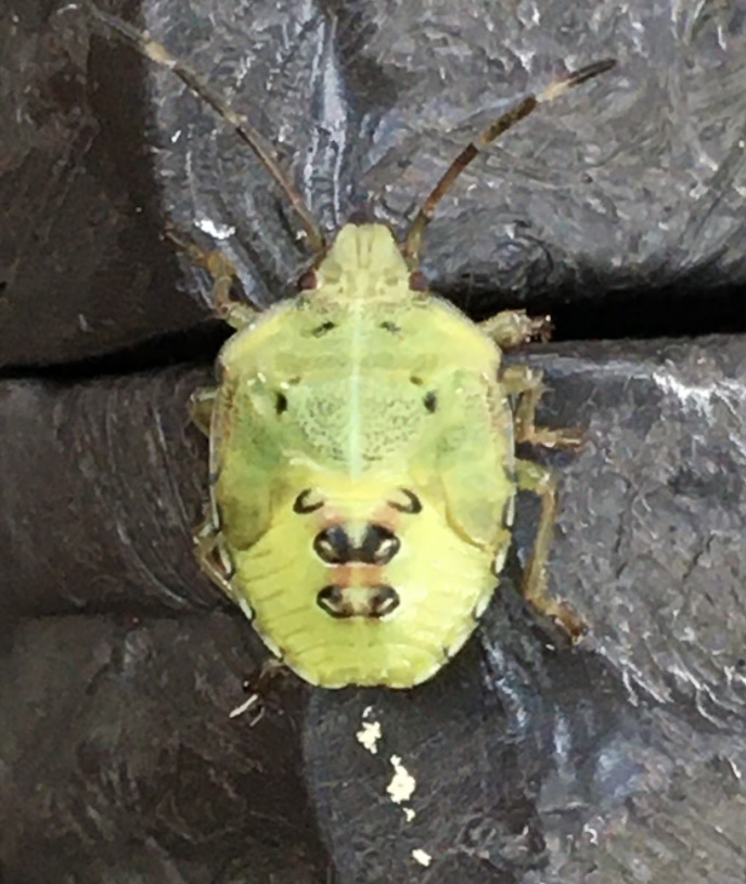 Shield Bugs from 上郷町, 横浜市栄区, 神奈川県, JP on August 28, 2021 at 08:33 PM by ...