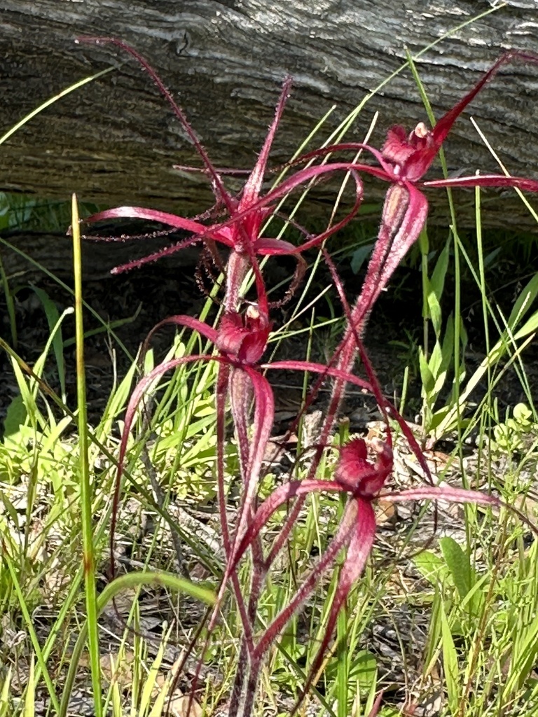 Blood spider orchid from Westdale, WA, AU on August 27, 2023 at 10:16 ...