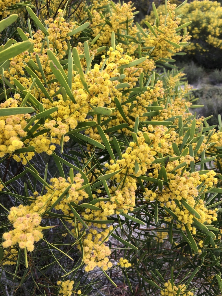 Coastal Umbrella Bush from Ngarkat Conservation Park, Ngarkat, SA, AU ...