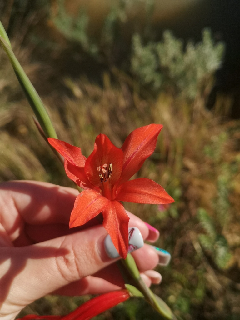 red afrikaner from Bontebok Ridge Nature Reserve on August 2, 2023 at ...