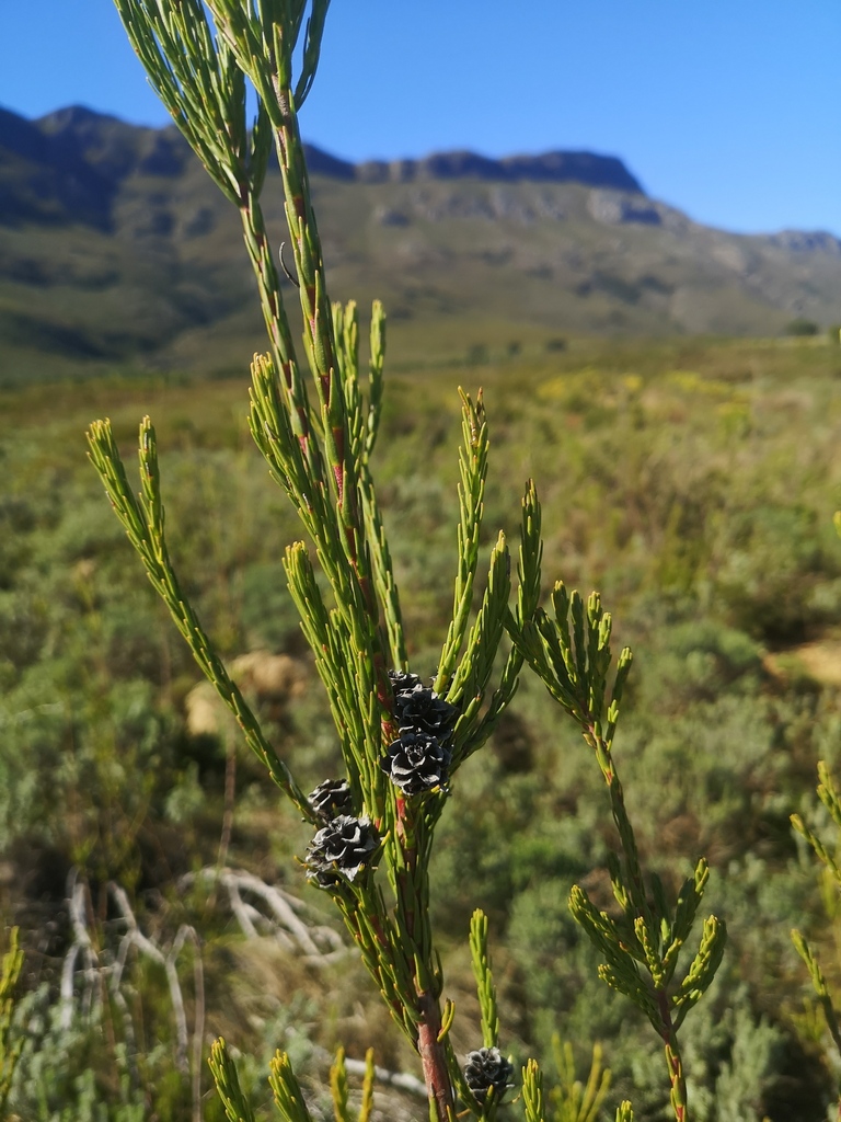 Pineapple Conebush from Bontebok Ridge Nature Reserve on August 2, 2023 ...