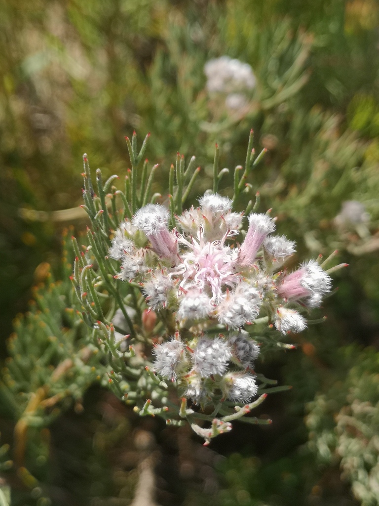 Shiny Spiderhead from Bontebok Ridge Nature Reserve on August 2, 2023 ...